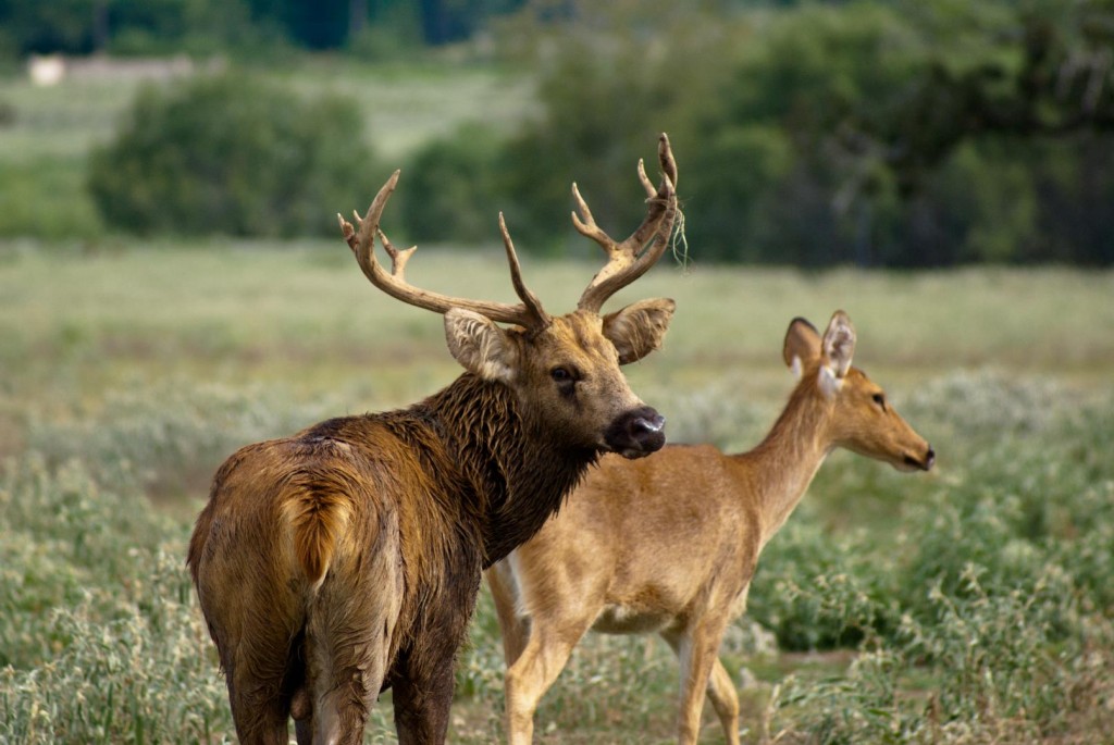 Trophy Barasingha Deer Hunts – Double Arrow Bow Hunting